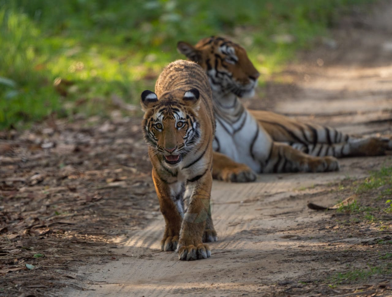 Kerala declares Wayanad tiger a man-eater after fatal attack, orders ...