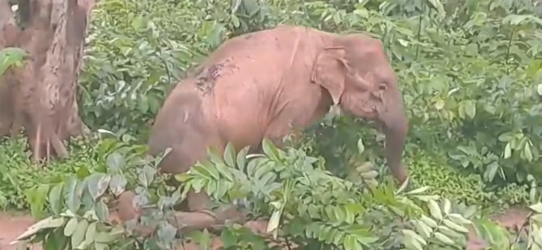 West Bengal: Public outcry over video of wild female elephant set ...