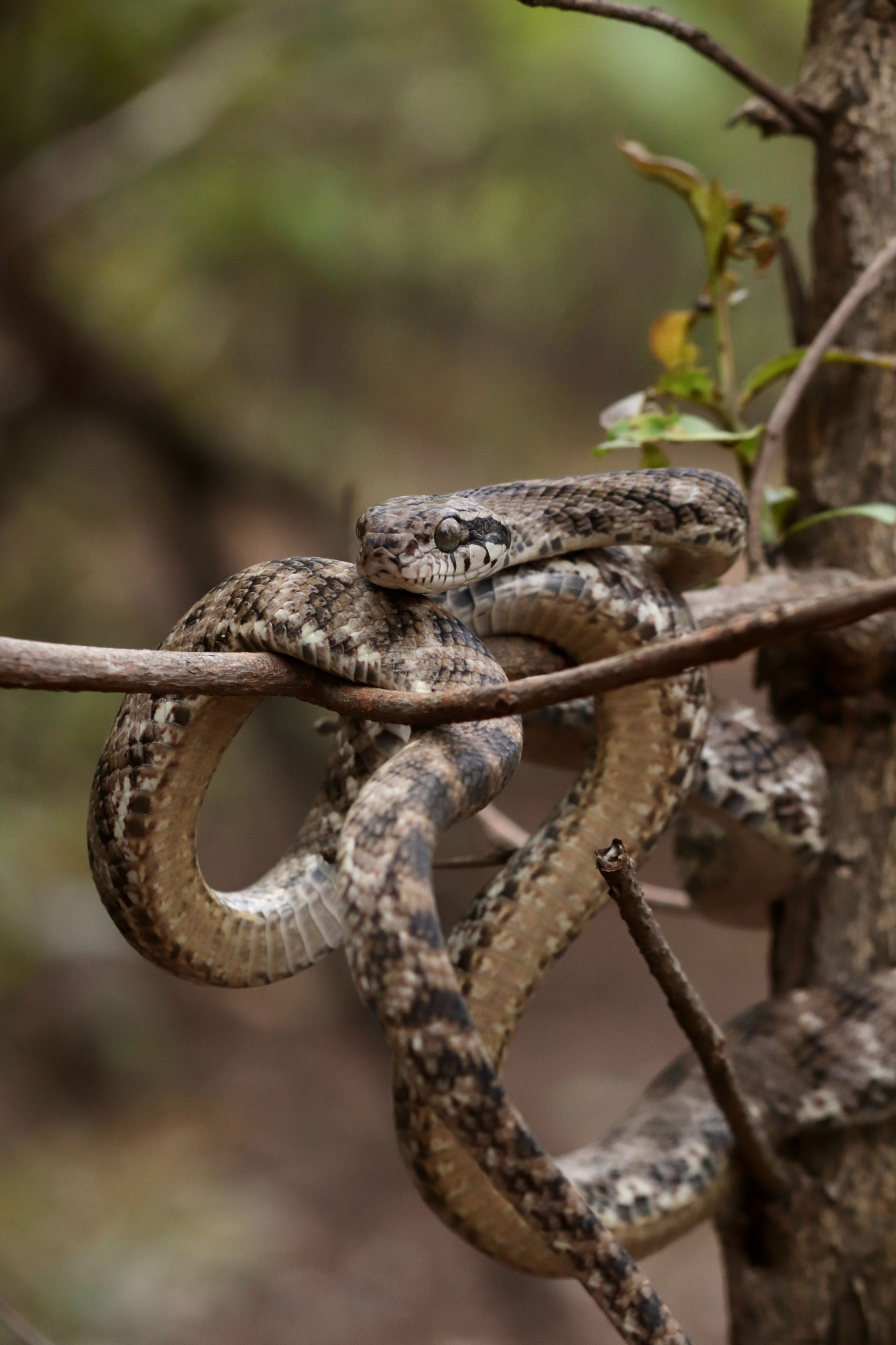 Maharashtra: Three-foot-long Forsten's cat snake rescued from apartment ...
