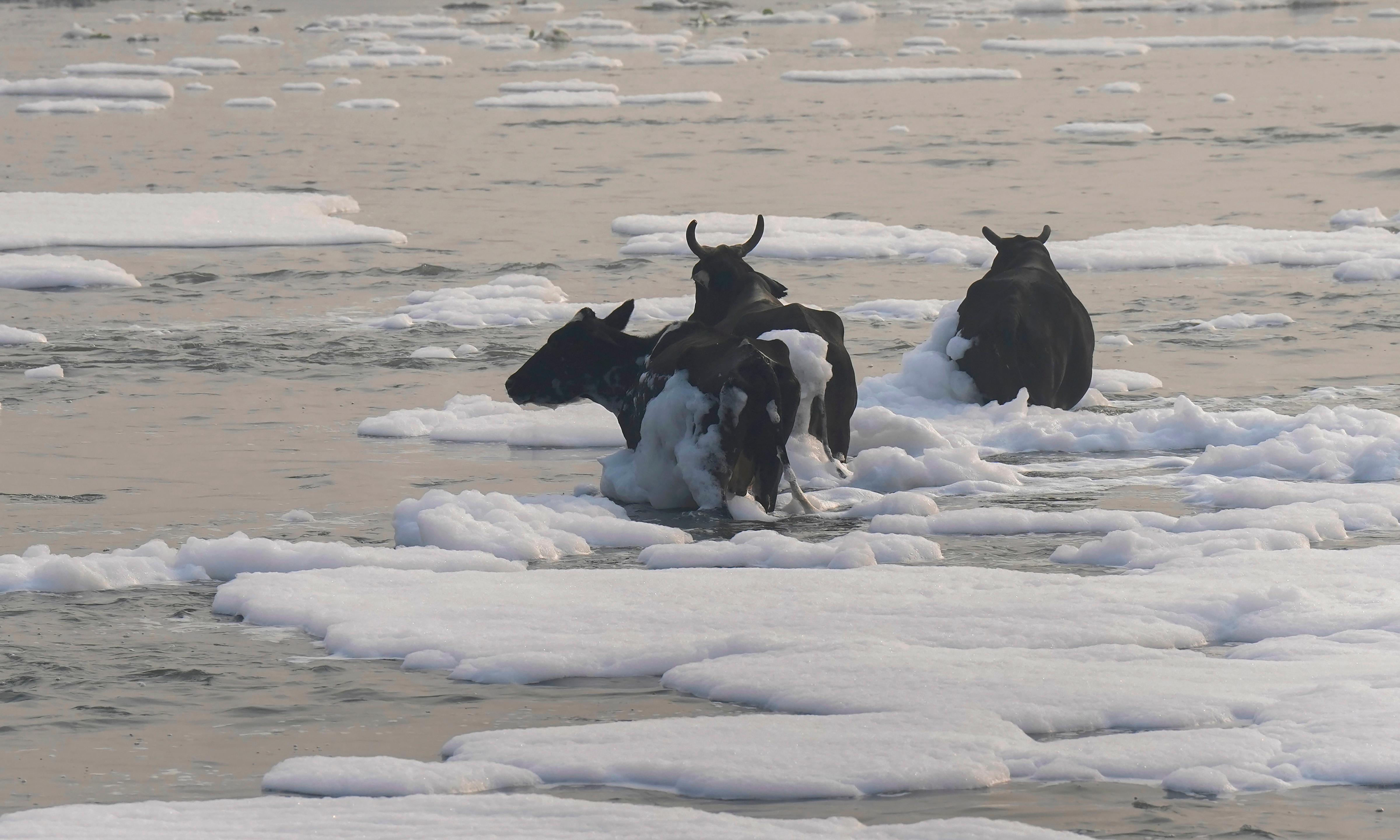 Delhi: Yamuna cleaning begins based on four-pronged strategy