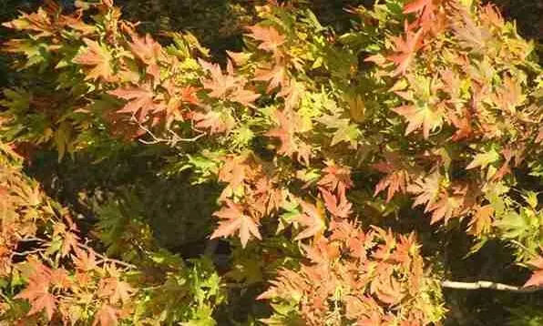 Kashmir: Chinar trees to be geo-tagged, equipped with unique code