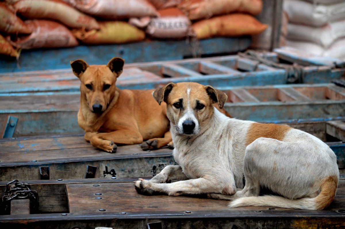 How overcrowded shelters and MCD negligence left Delhi’s stray dogs in ...