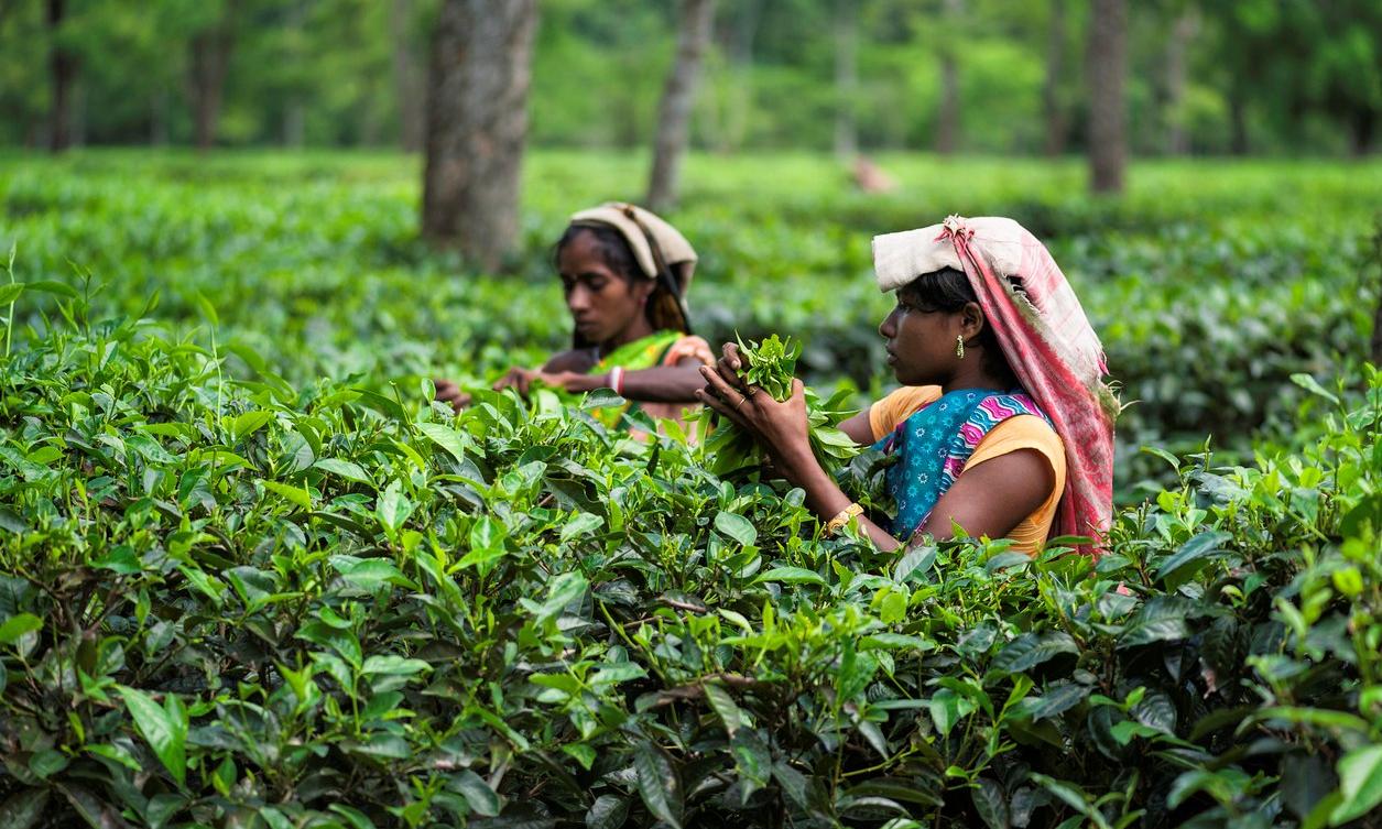 Record tea export gains at risk as West Asia crisis chokes shipping routes