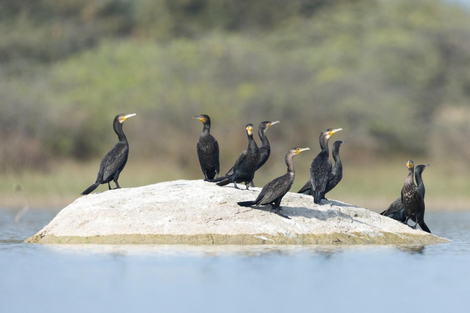 How Hyderabad Birding Pals became one of India’s biggest birdwatching ...