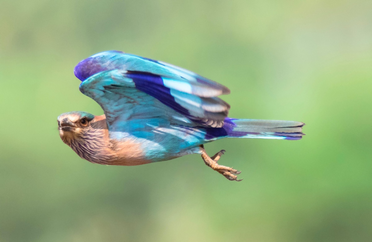 How Dussehra ritual pushes Indian Roller, Telangana’s state bird ...