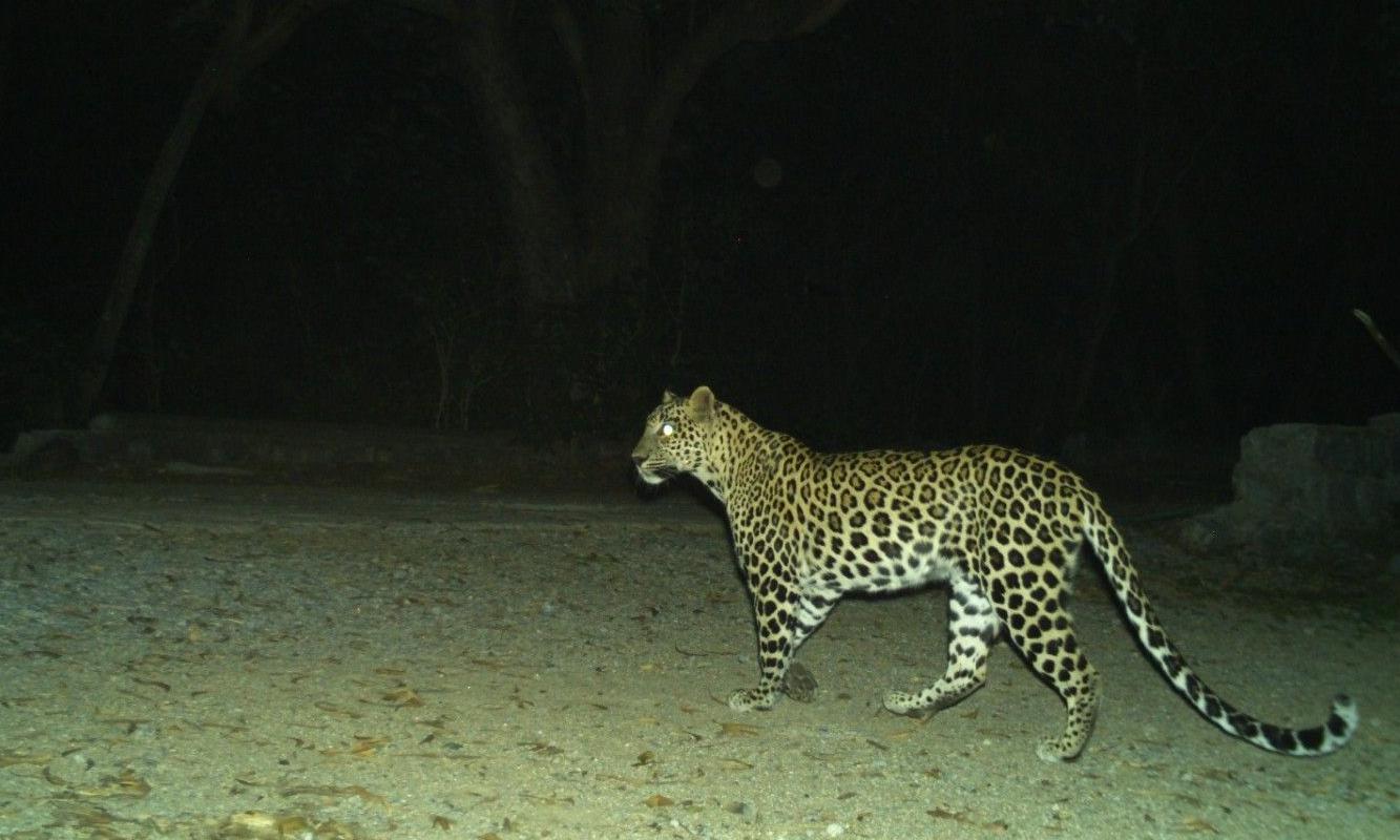 Amid leopard spotting, TTD places curbs for pilgrims on Tirumala footpath