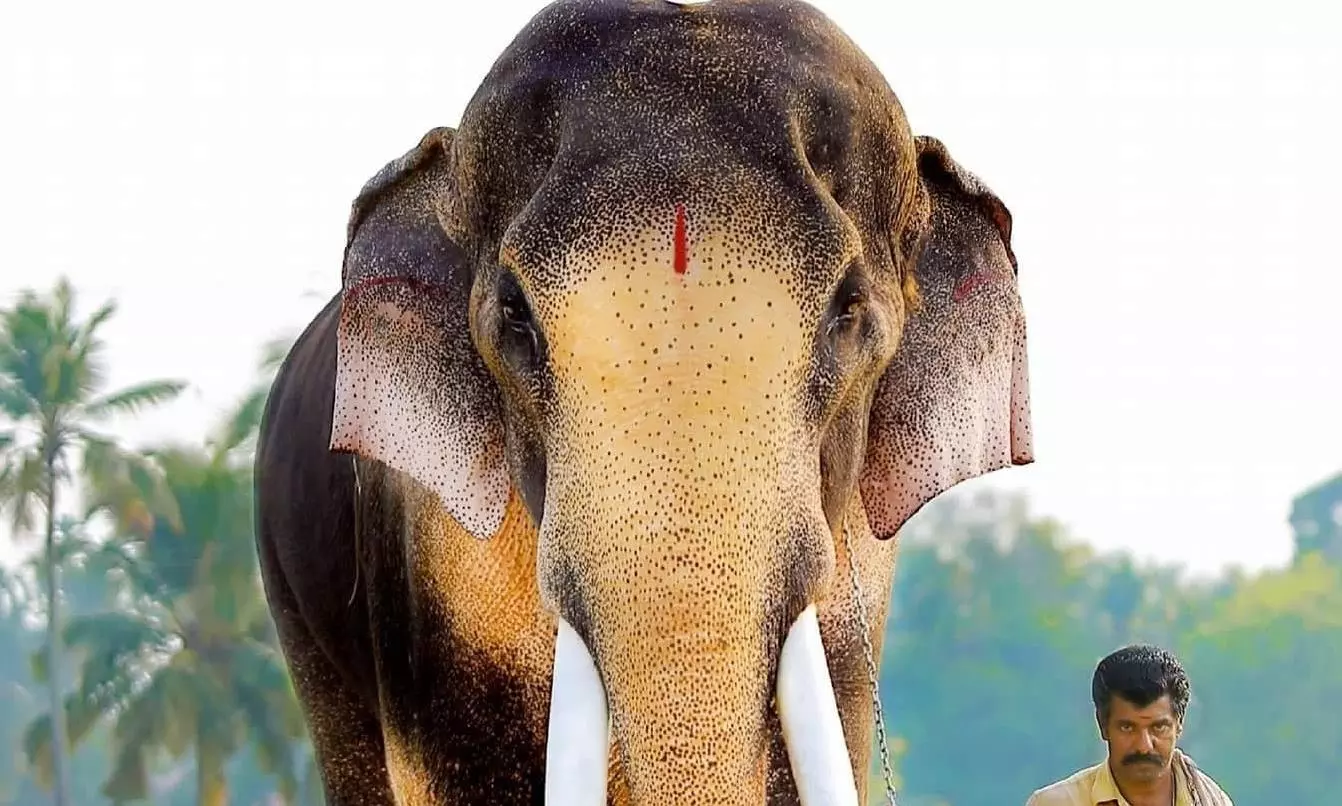 SC asks Kerala to take custody of its tallest elephant Raman: 'Duty ...
